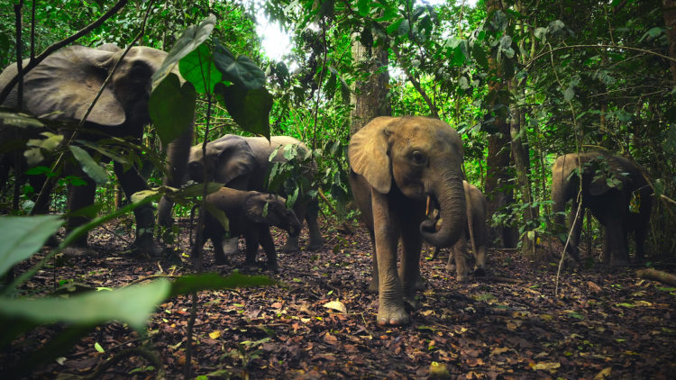 9 Nature Documentaries on Netflix that will Make You Feel Like You’ve ...