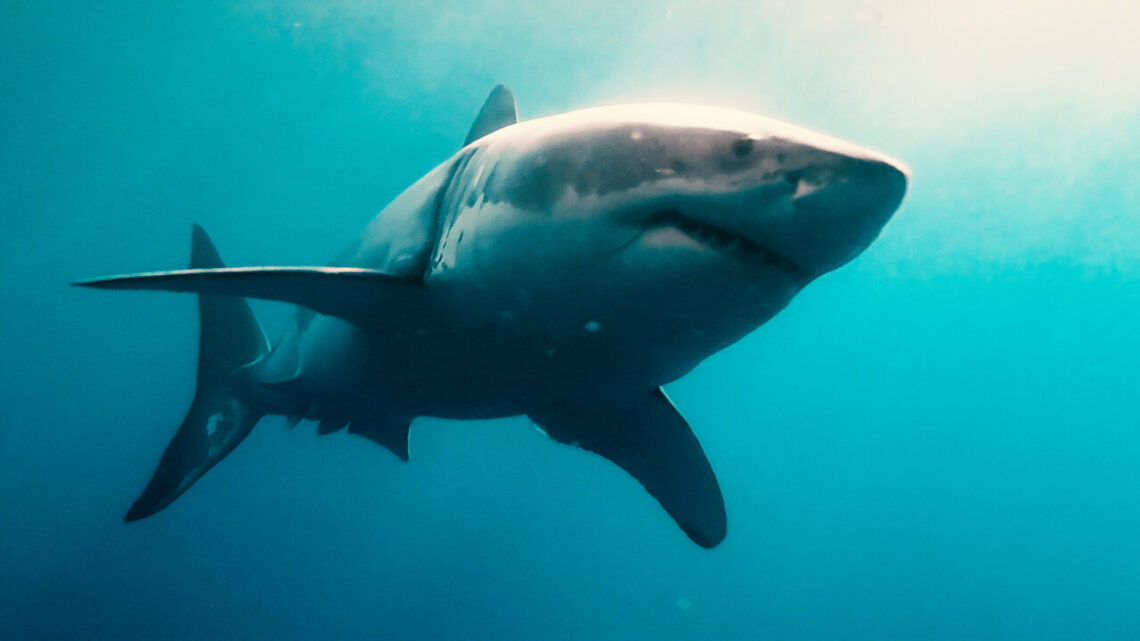 13 Jaw-Dropping Shark Films and Series on Netflix You Can't Miss - New ...